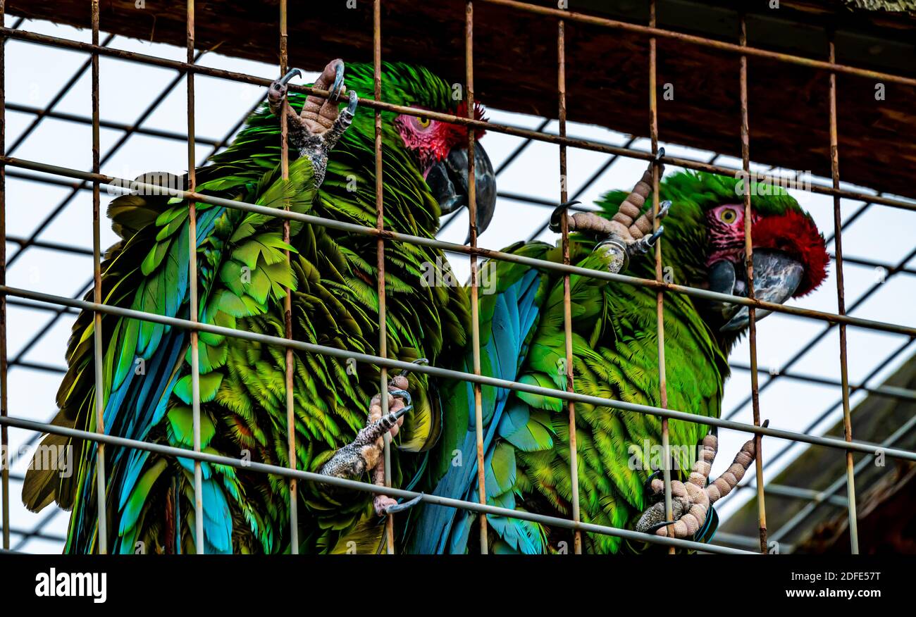 A pair of Green military macaw parrots sitting on the bars of their ...