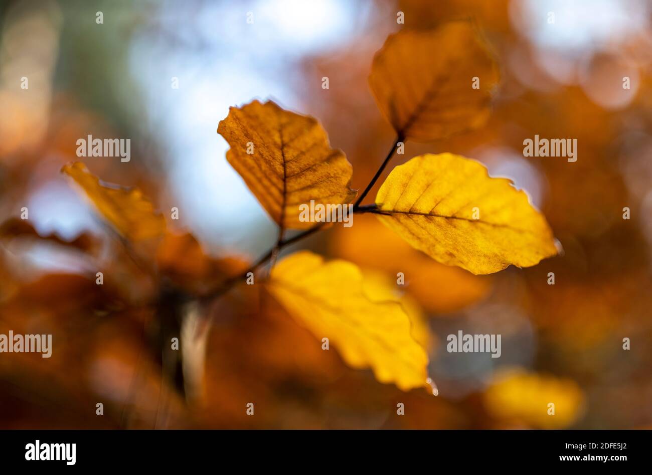 Yellow leaf field close up hi-res stock photography and images - Alamy