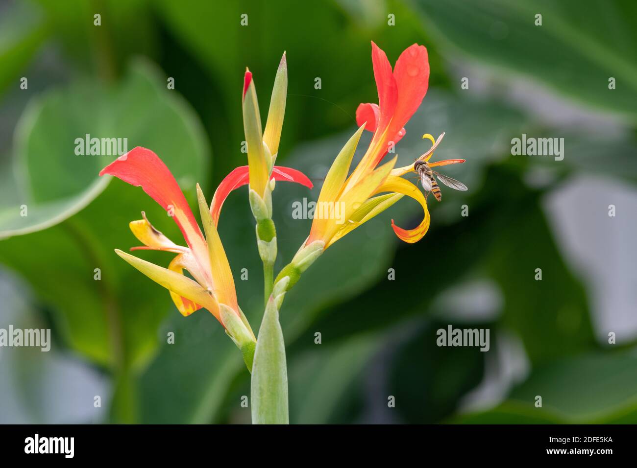 Indian shot canna indica hi-res stock photography and images - Alamy