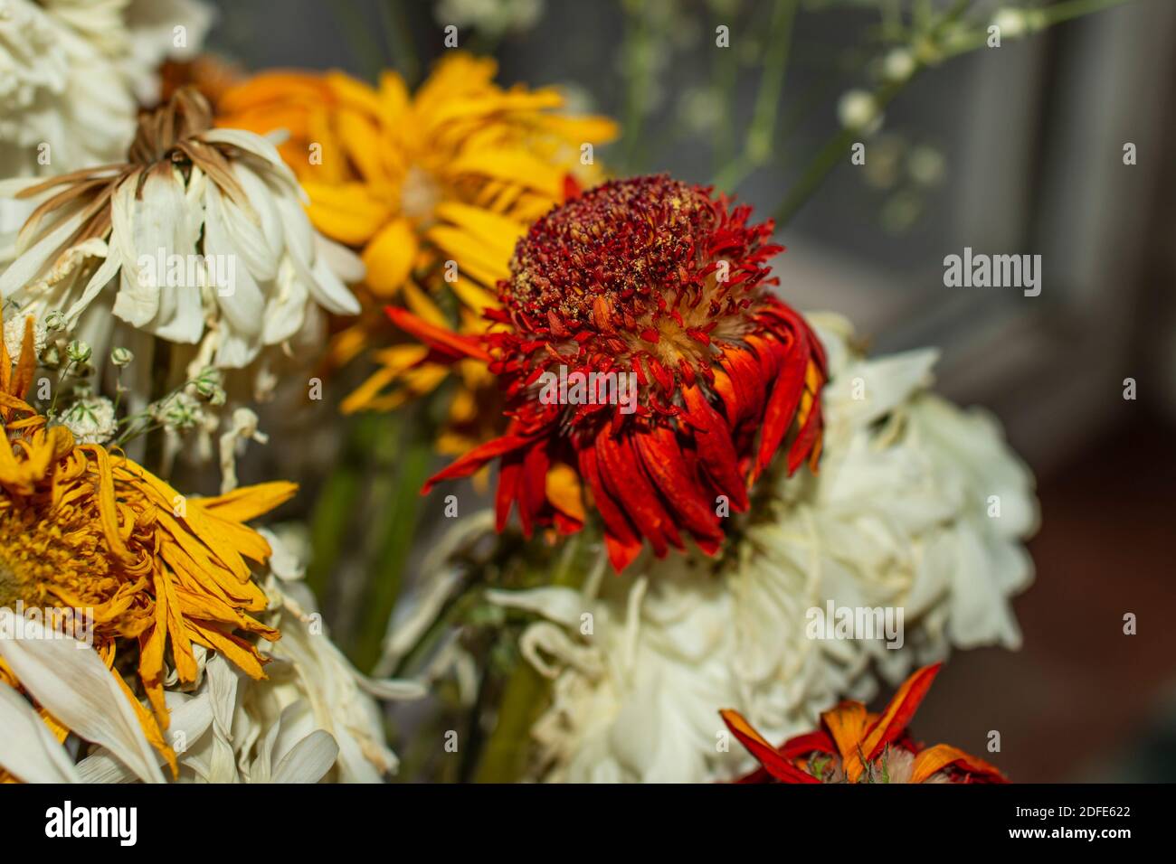withered flowers in a glass vase. Beautiful flower Stock Photo - Alamy