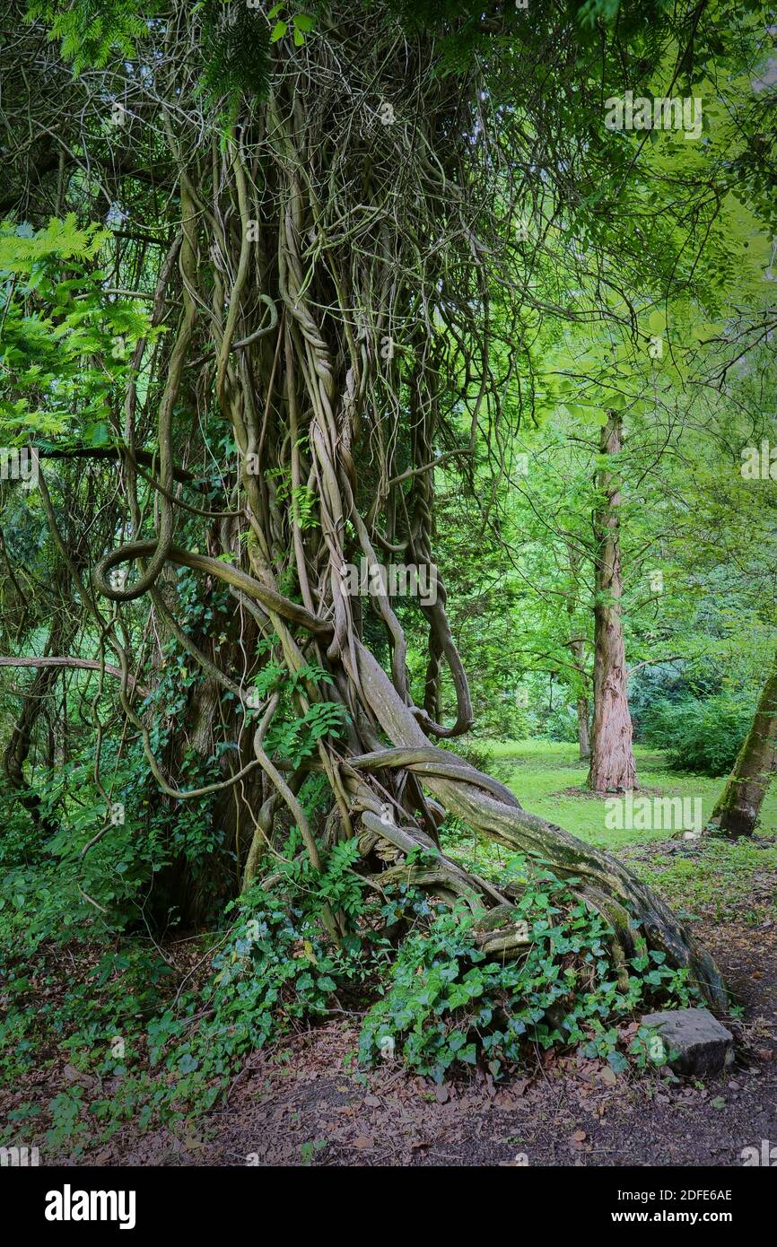 Lianas climbing a old tree,Metasequoia glyptostroboides tree Stock ...