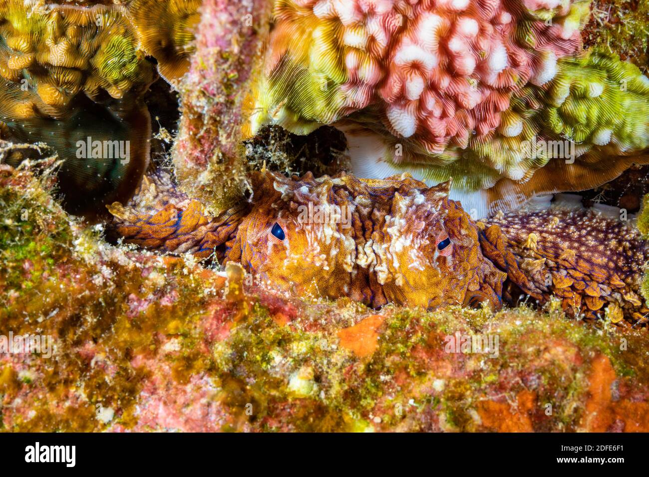 Octopus on a coral reef hi-res stock photography and images - Alamy