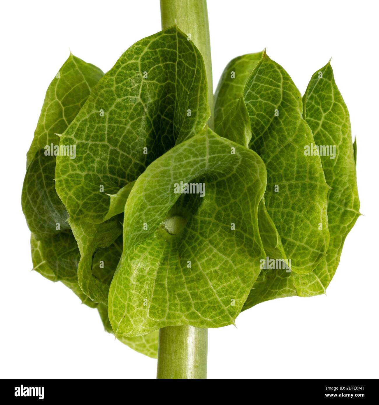 Moluccella laevis hi-res stock photography and images - Alamy