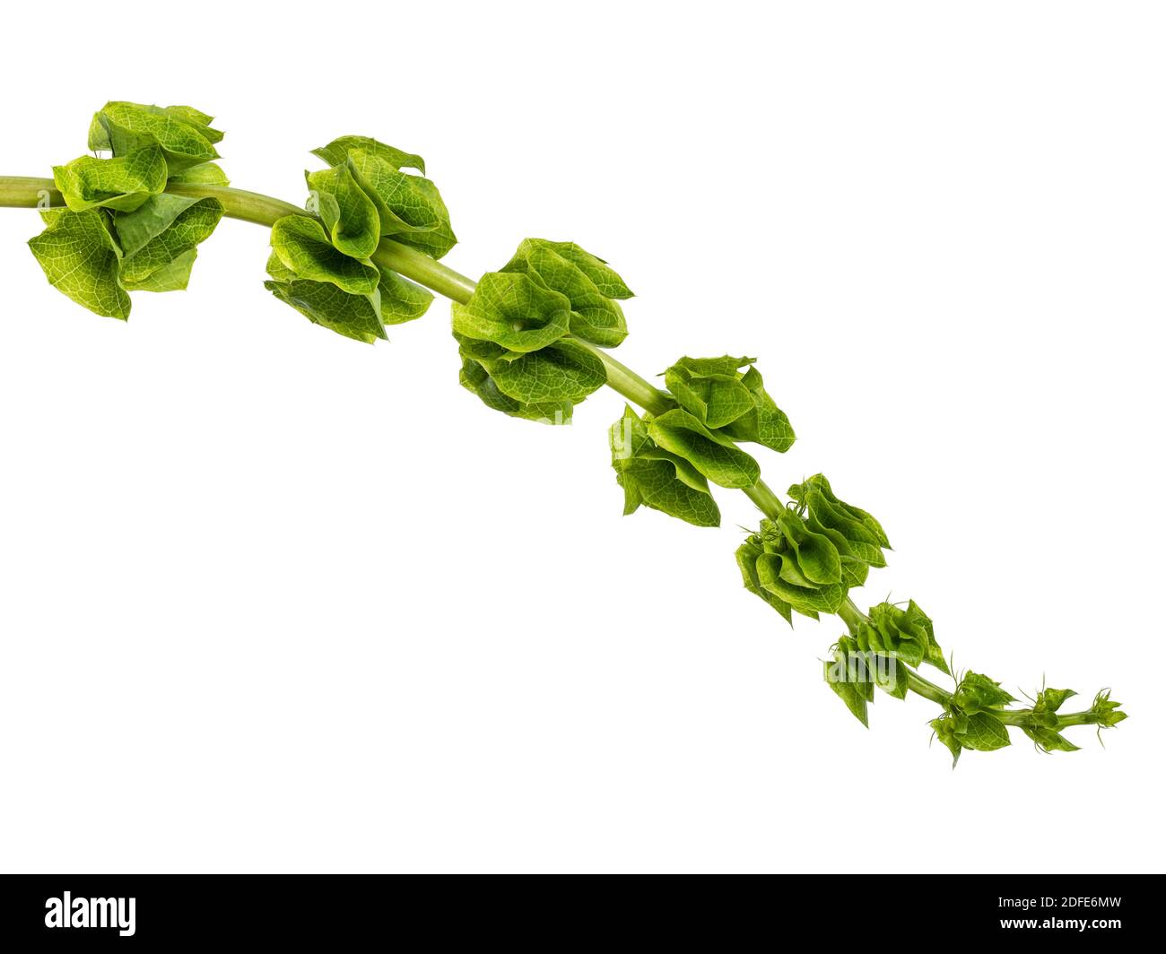 Single shell flower aka Moluccella laevis stem, isolated on white ...