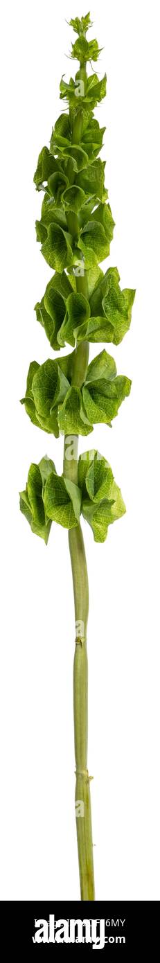 Single shell flower aka Moluccella laevis stem, isolated on white ...