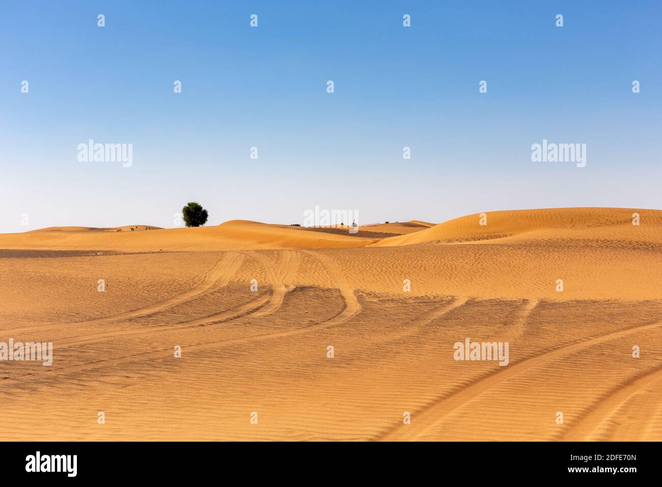 United Arab Emirates desert landscape with Wild Ghaf trees and tire ...