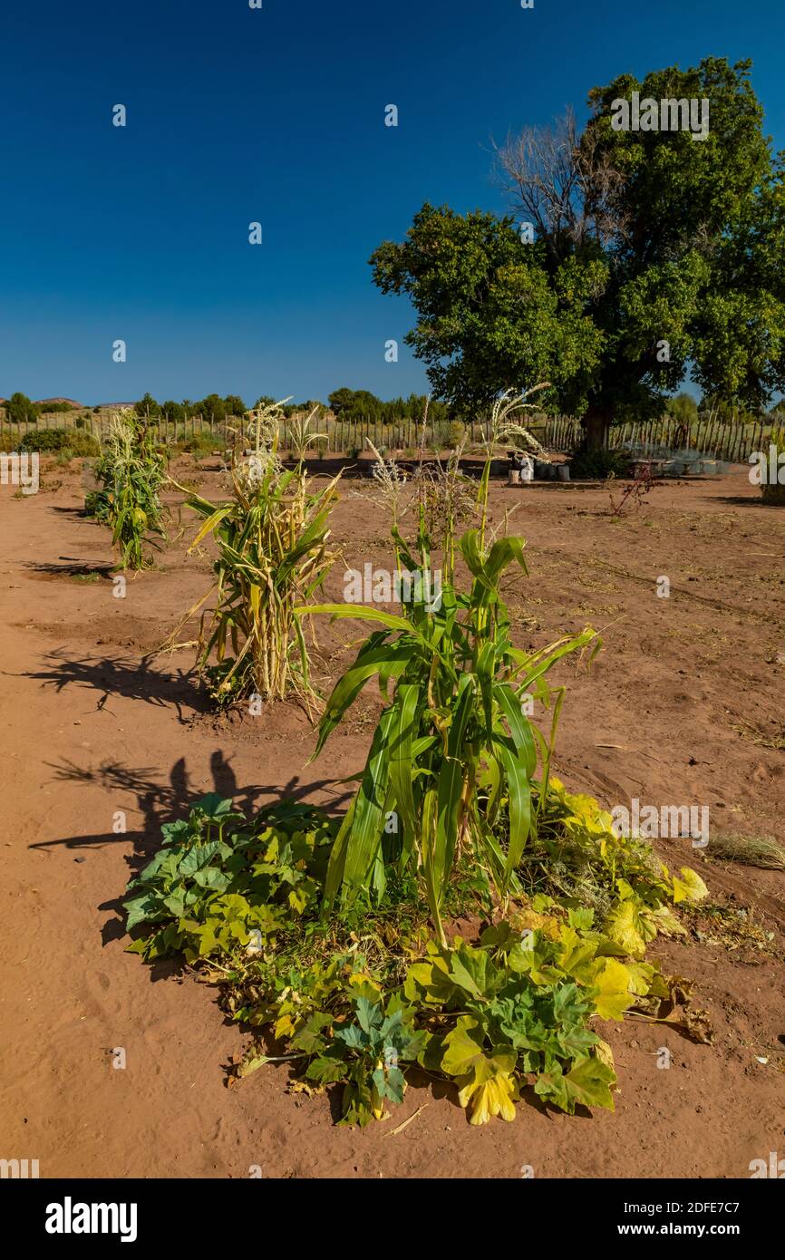 Garden growing corn and squash in Pipe Spring National Monument ...