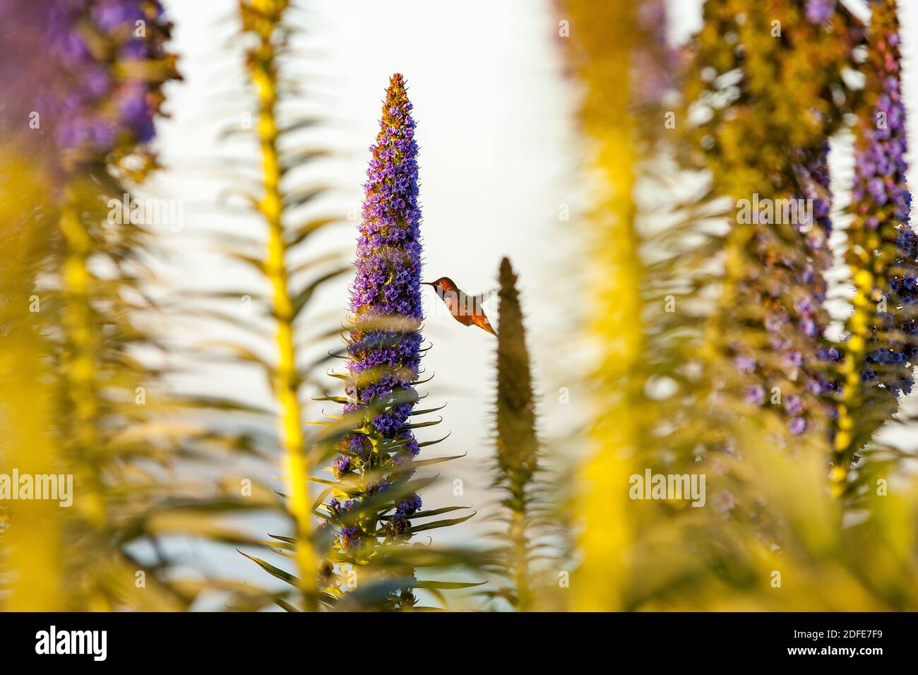 Colibri feeding from a flower in the Golden Gate Park, San Francisco ...
