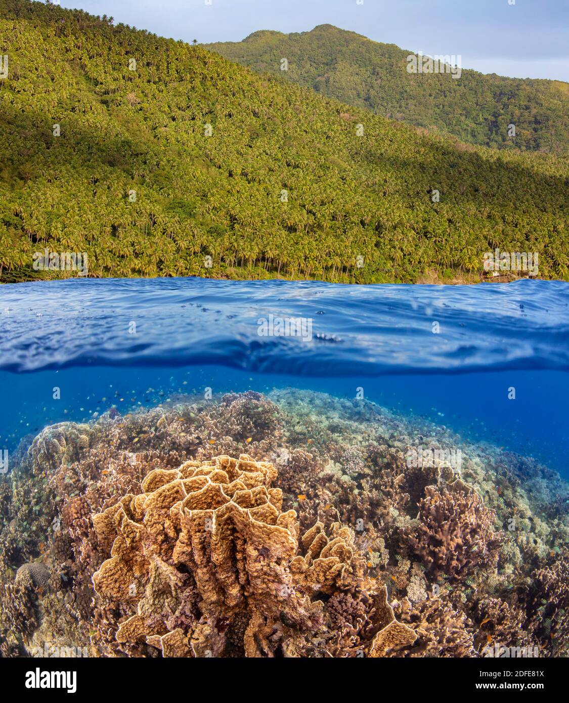 A split scene with a shallow hard coral reef below and coconut palm ...