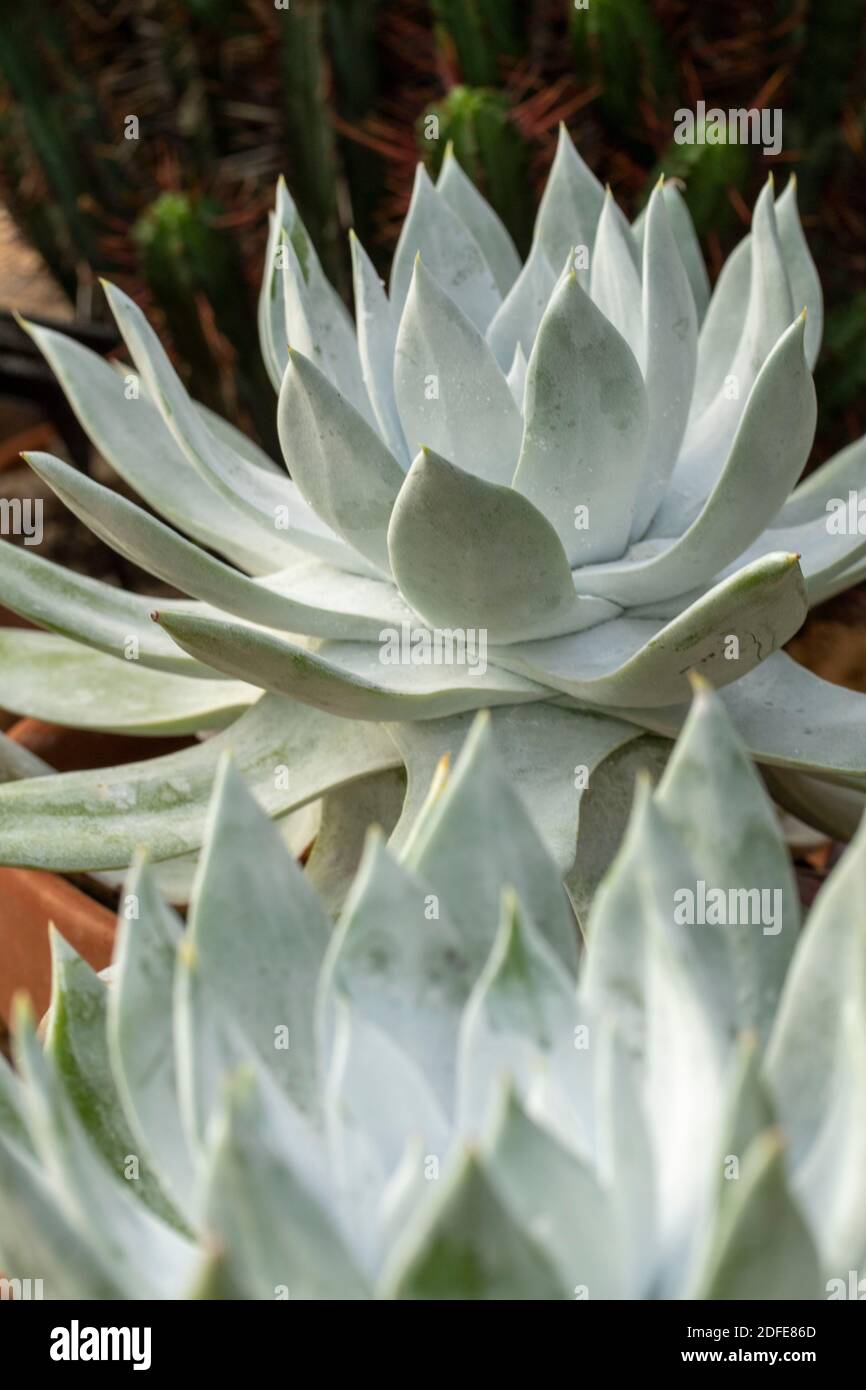 Dudleya Farinosa in close up showing the succulent leaves, patterns in ...