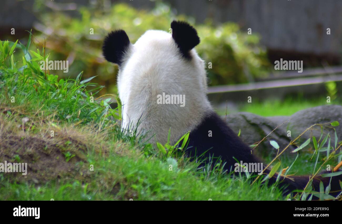 Happy panda giant wild hi-res stock photography and images - Alamy