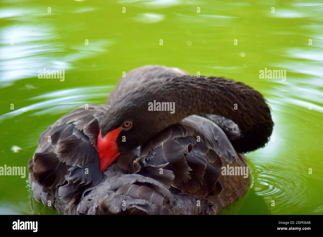 Swan eyes hi-res stock photography and images - Alamy