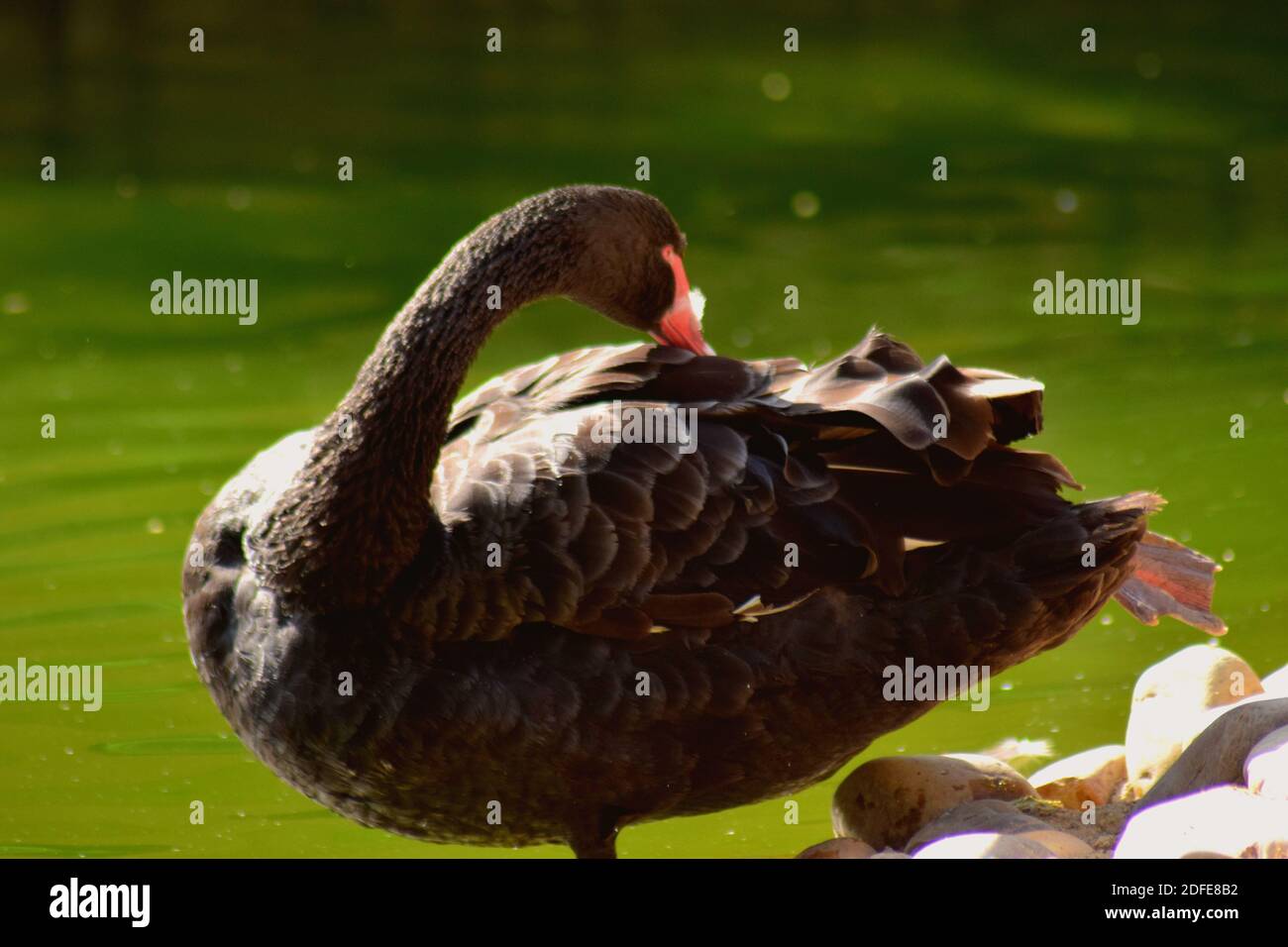 Swan eyes hi-res stock photography and images - Alamy