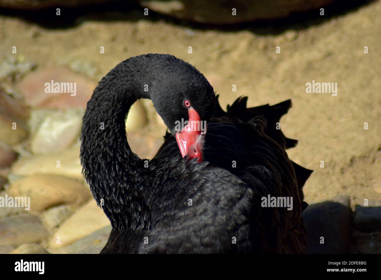 Swan eyes hi-res stock photography and images - Alamy