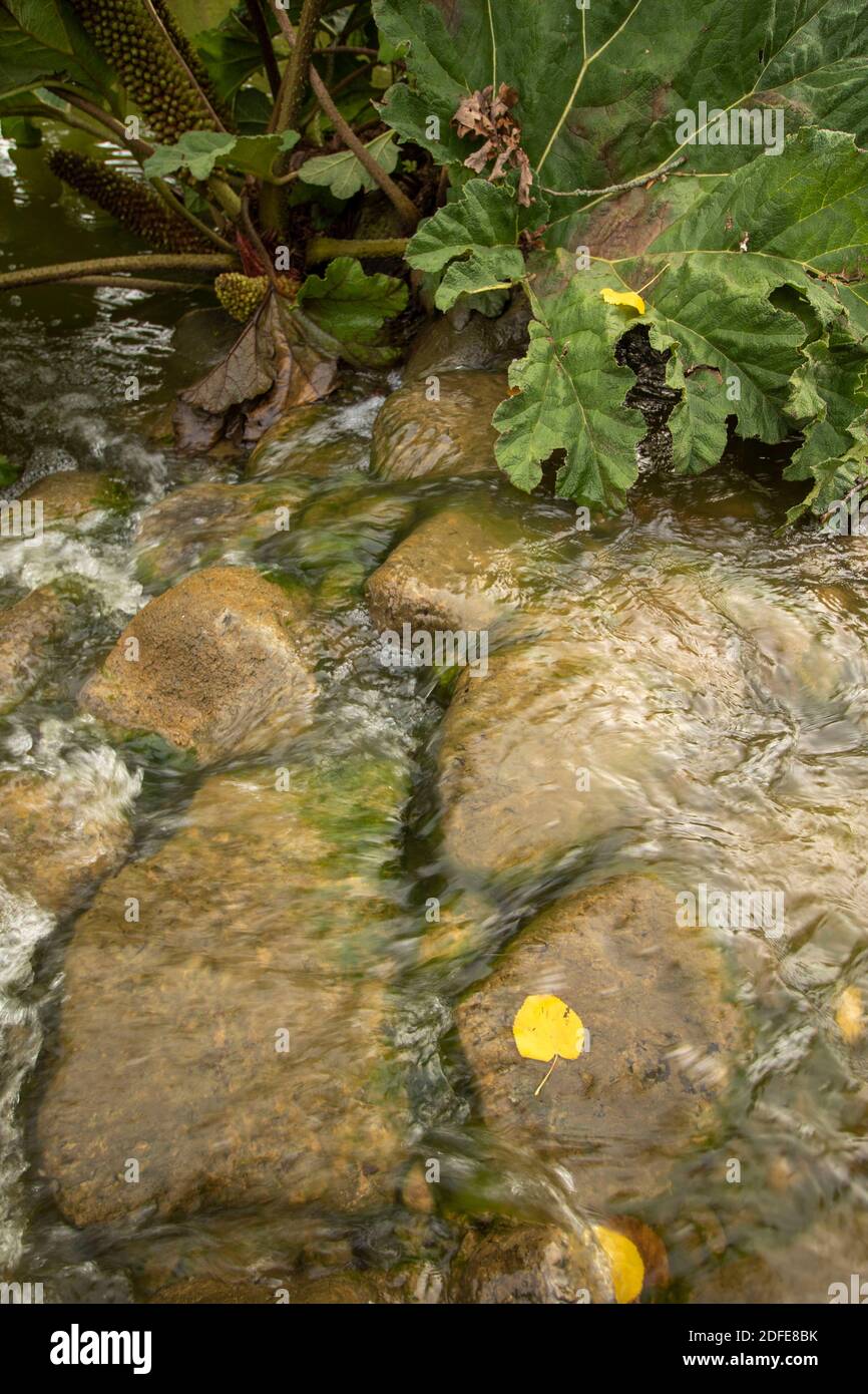 Intimate landscape of rocky stream bed with shallow flowing water Stock ...