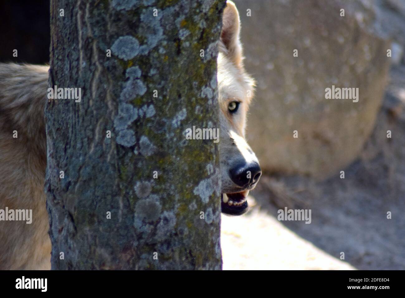 White wolf teeth hi-res stock photography and images - Alamy