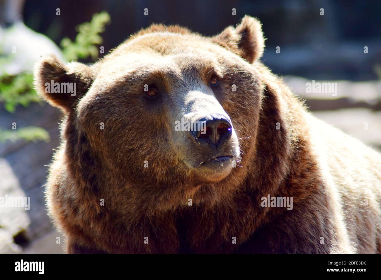 Grizzly bear standing roaring hi-res stock photography and images - Alamy