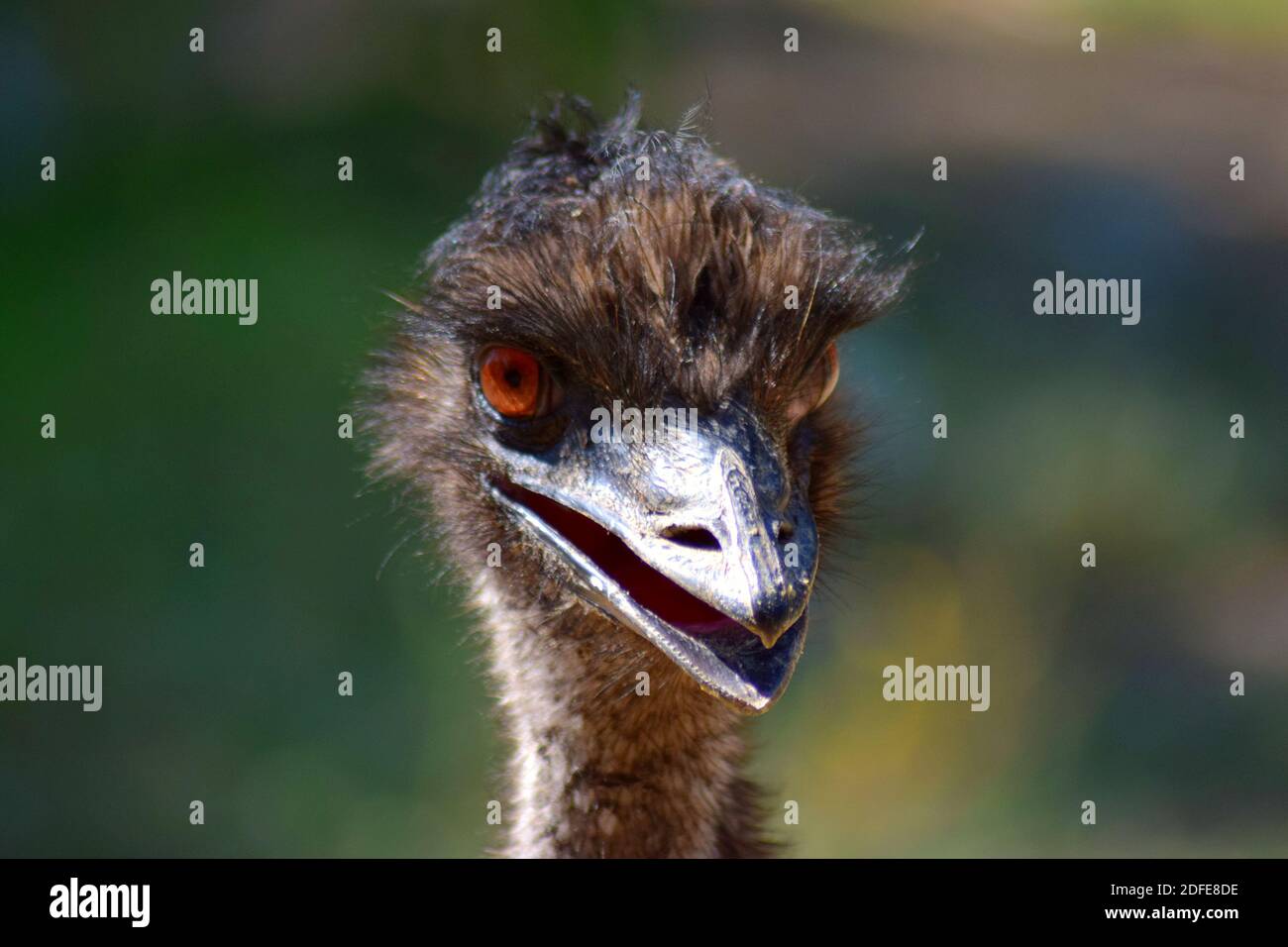 Portrait of an Emu Stock Photo - Alamy