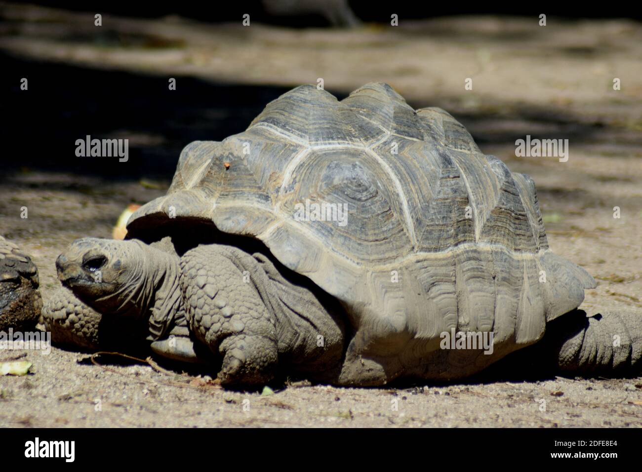 Cheloniidae hi-res stock photography and images - Alamy