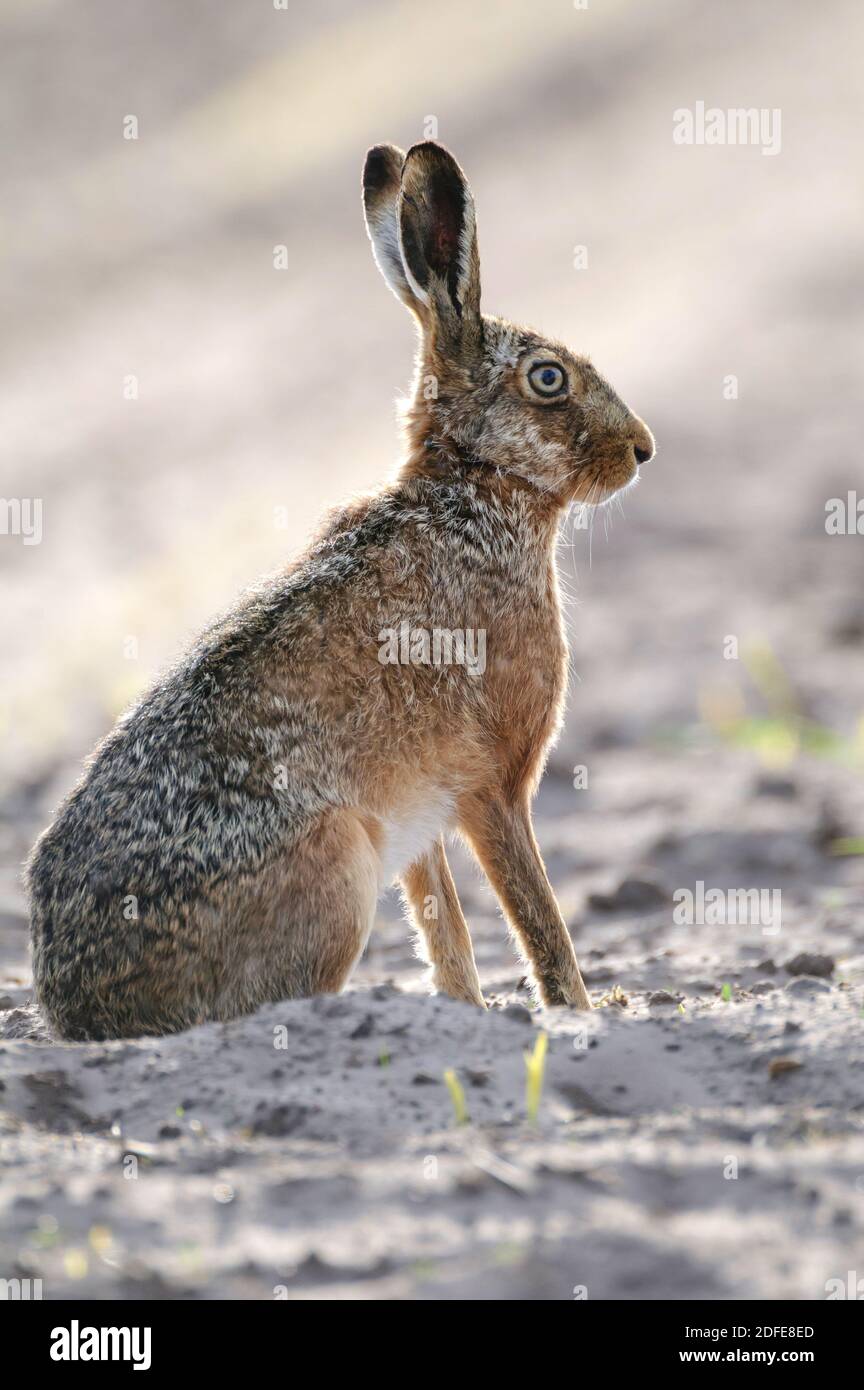 Feldhase im Winter, (Lepus europaeus Stock Photo - Alamy