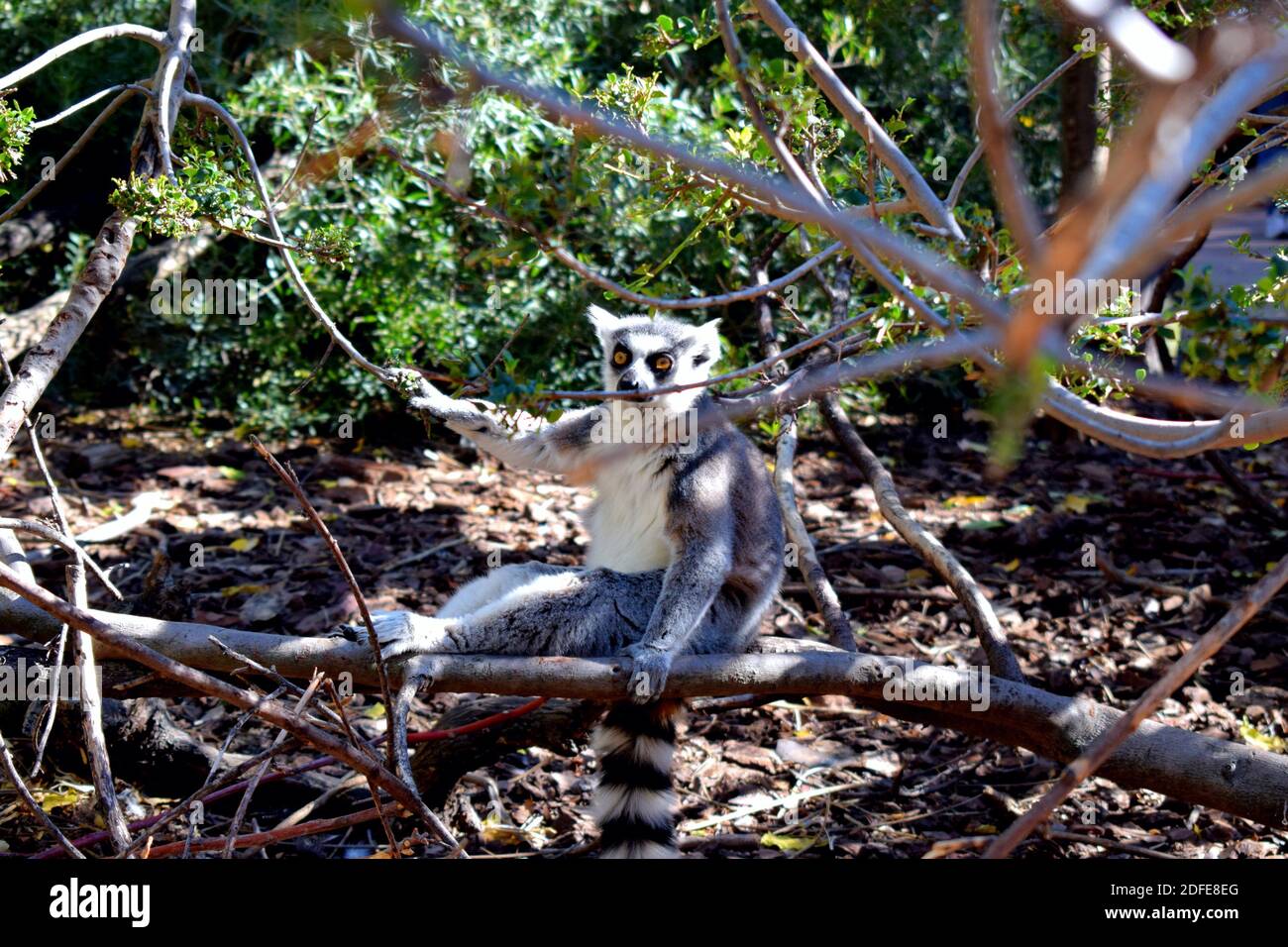 White tailed jumping monkey hi-res stock photography and images - Alamy