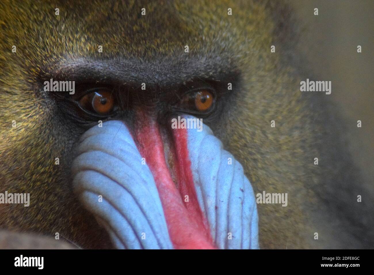 Mandrill teeth hi-res stock photography and images - Alamy