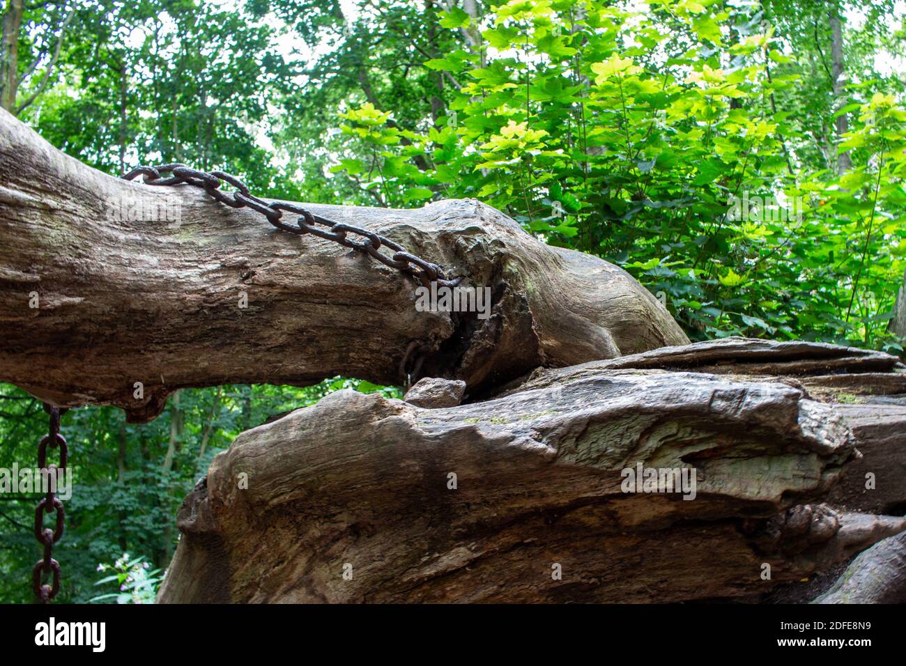 Tree in chains Stock Photo - Alamy