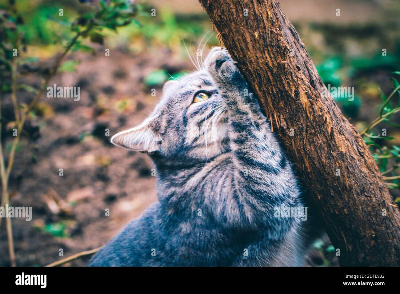 Sharpening its claws at tree hi-res stock photography and images - Alamy
