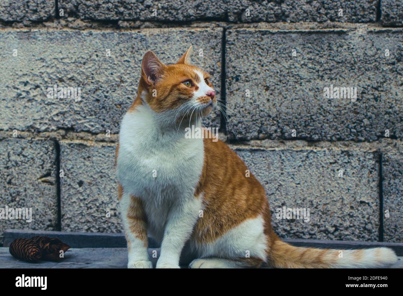 Ginger female kitten hi-res stock photography and images - Alamy