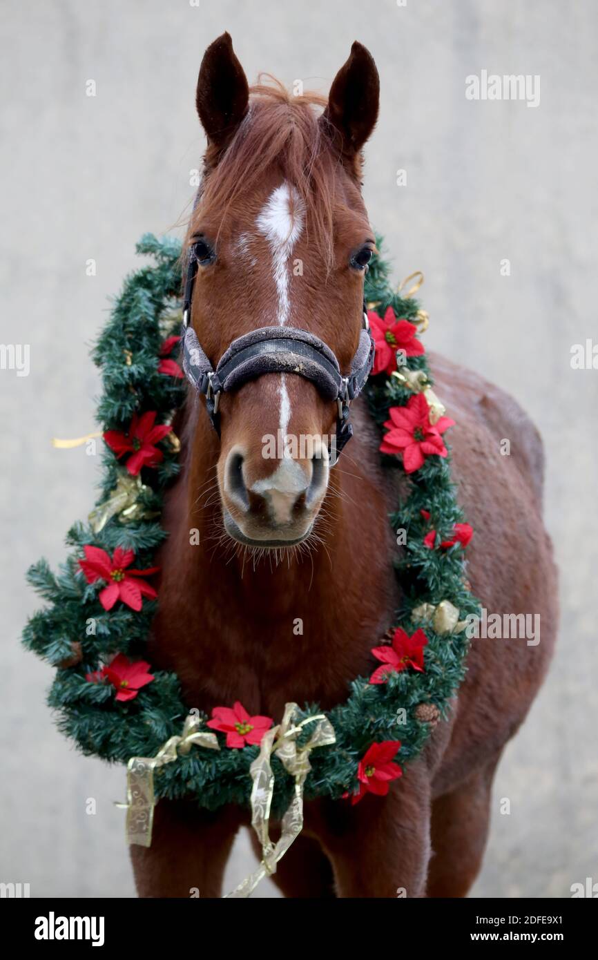 Adorable young mare with festive wreath decoration as a New Year and ...