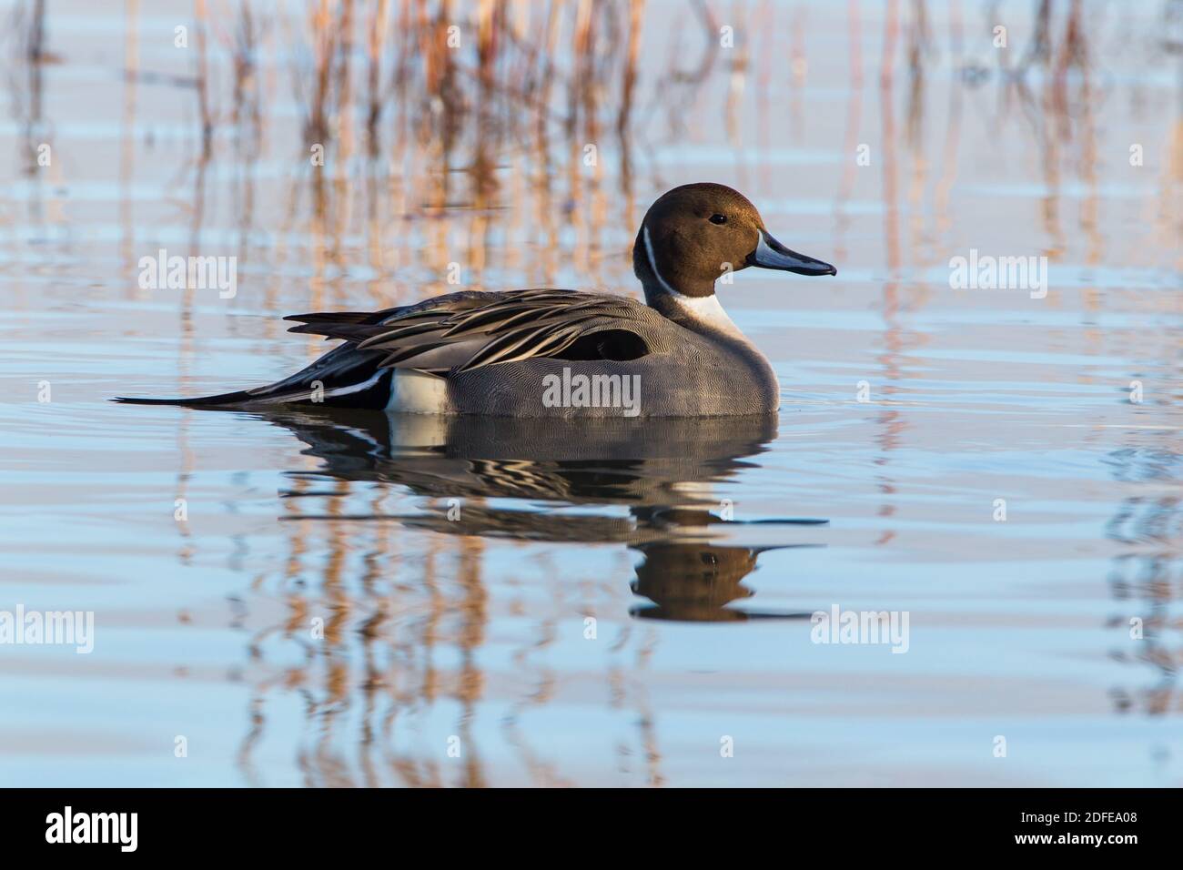 Pintail drake on water Stock Photo - Alamy
