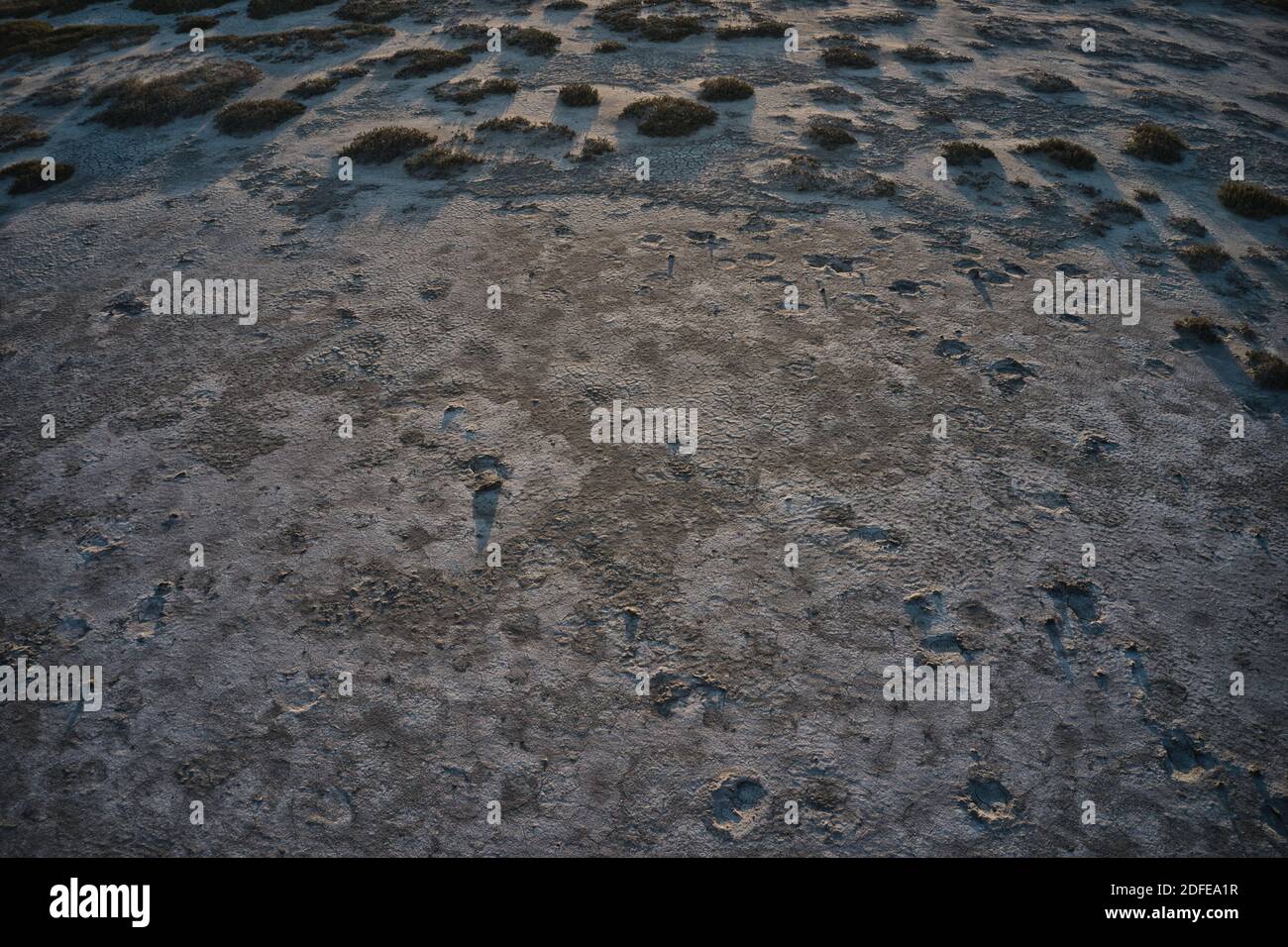 Top view of a sandy swamp with large patches of grass and bushes Stock ...