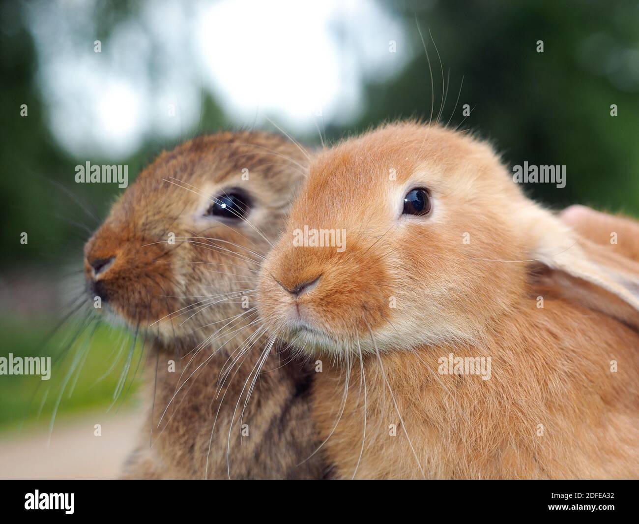 Two rabbits. Portrait of animals in nature Stock Photo - Alamy
