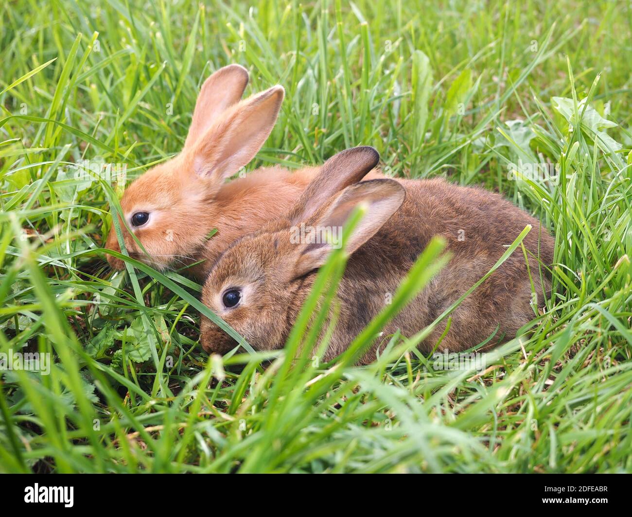 Two rabbits. Portrait of animals in nature Stock Photo - Alamy