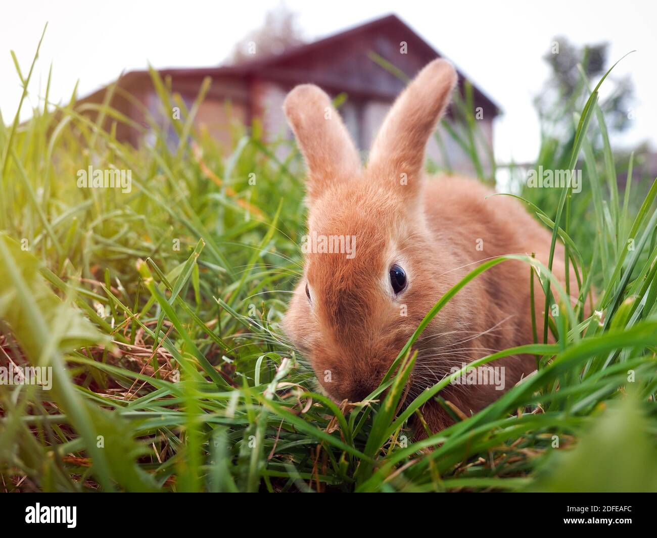 Juicy fresh ears young green hi-res stock photography and images - Alamy