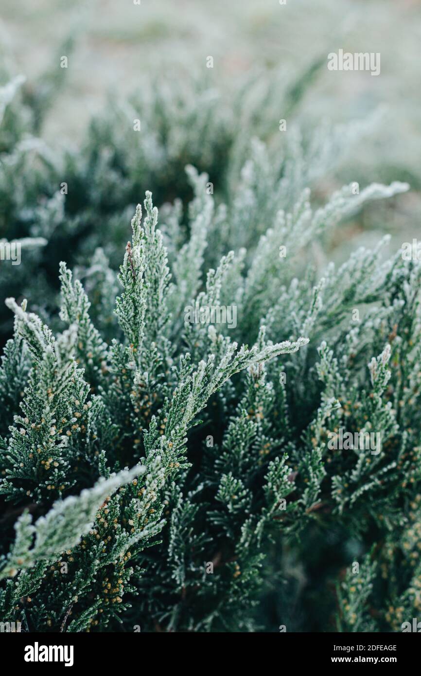 Beauty branches of a juniper with frost. Winter wallpaper or postcard ...