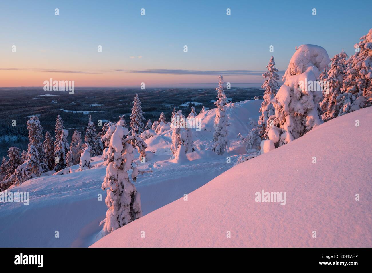 Winter landscape with snowy trees in Koli National Park, Finland Stock ...