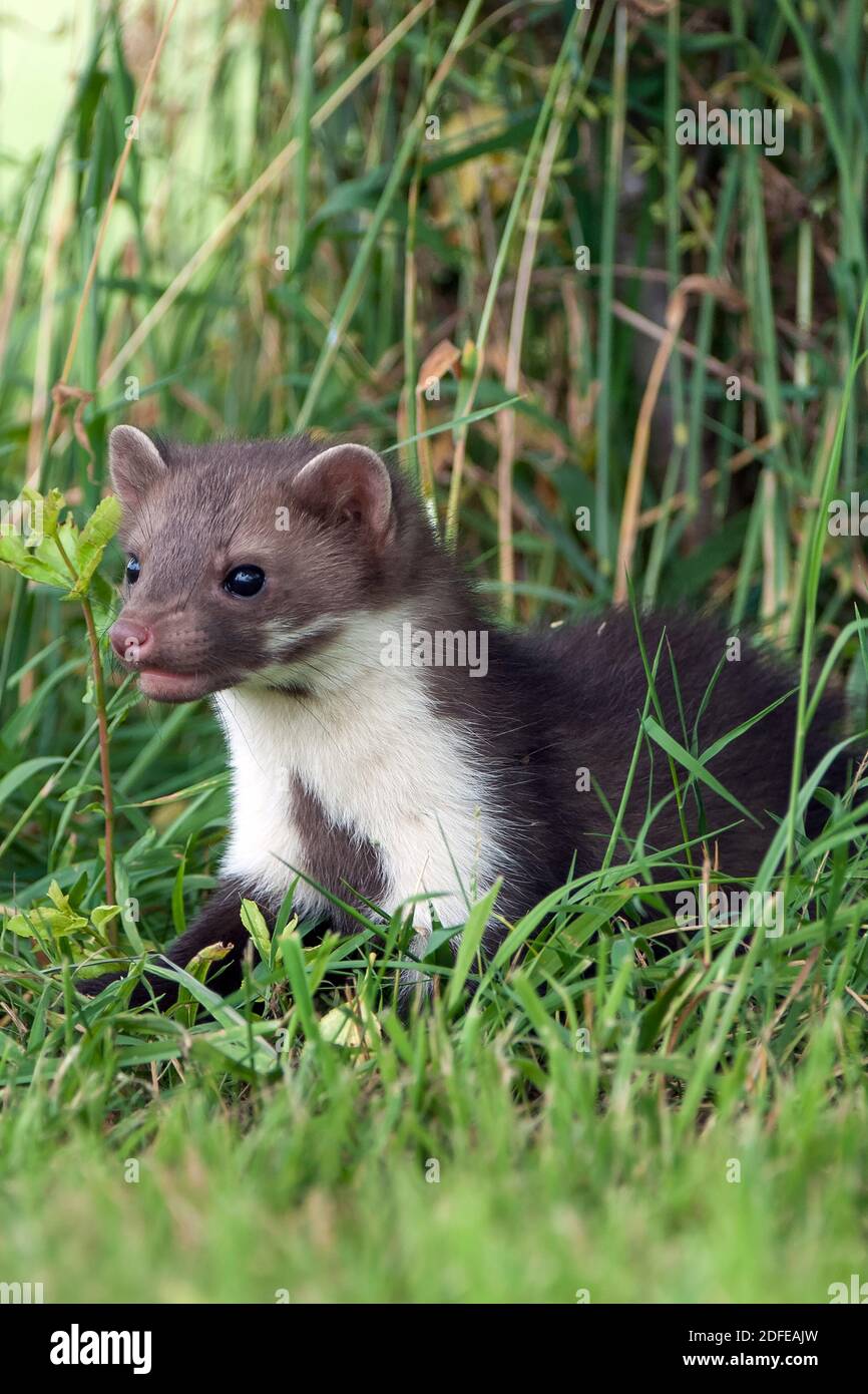 Marder, Steinmarder, (Martes foina), in einer Wiese Stock Photo - Alamy