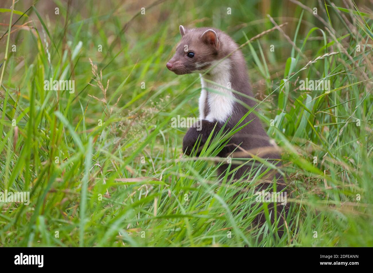 Marder, Steinmarder, (Martes foina), in einer Wiese Stock Photo - Alamy
