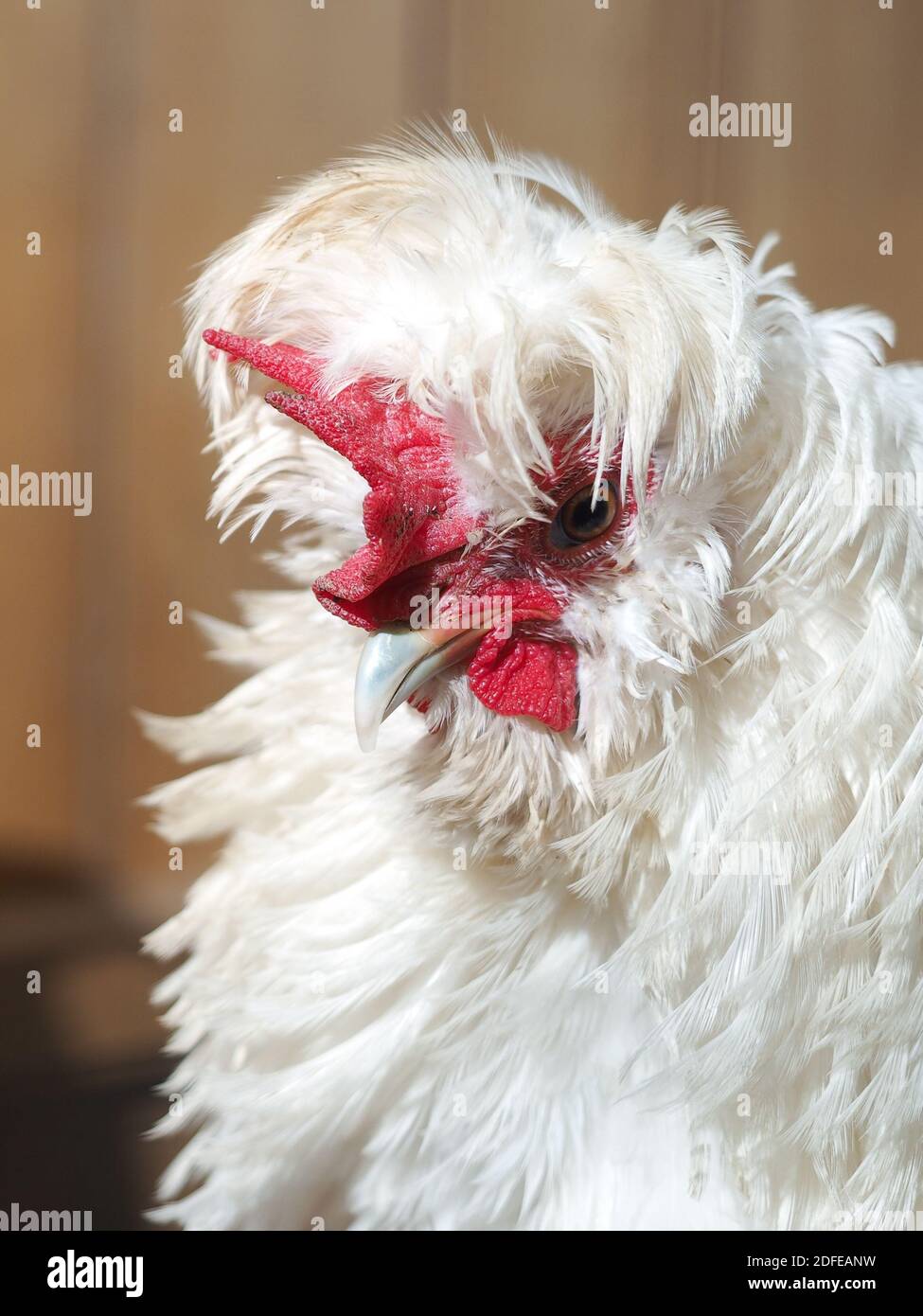 Portrait of an exotic curly rooster Stock Photo - Alamy