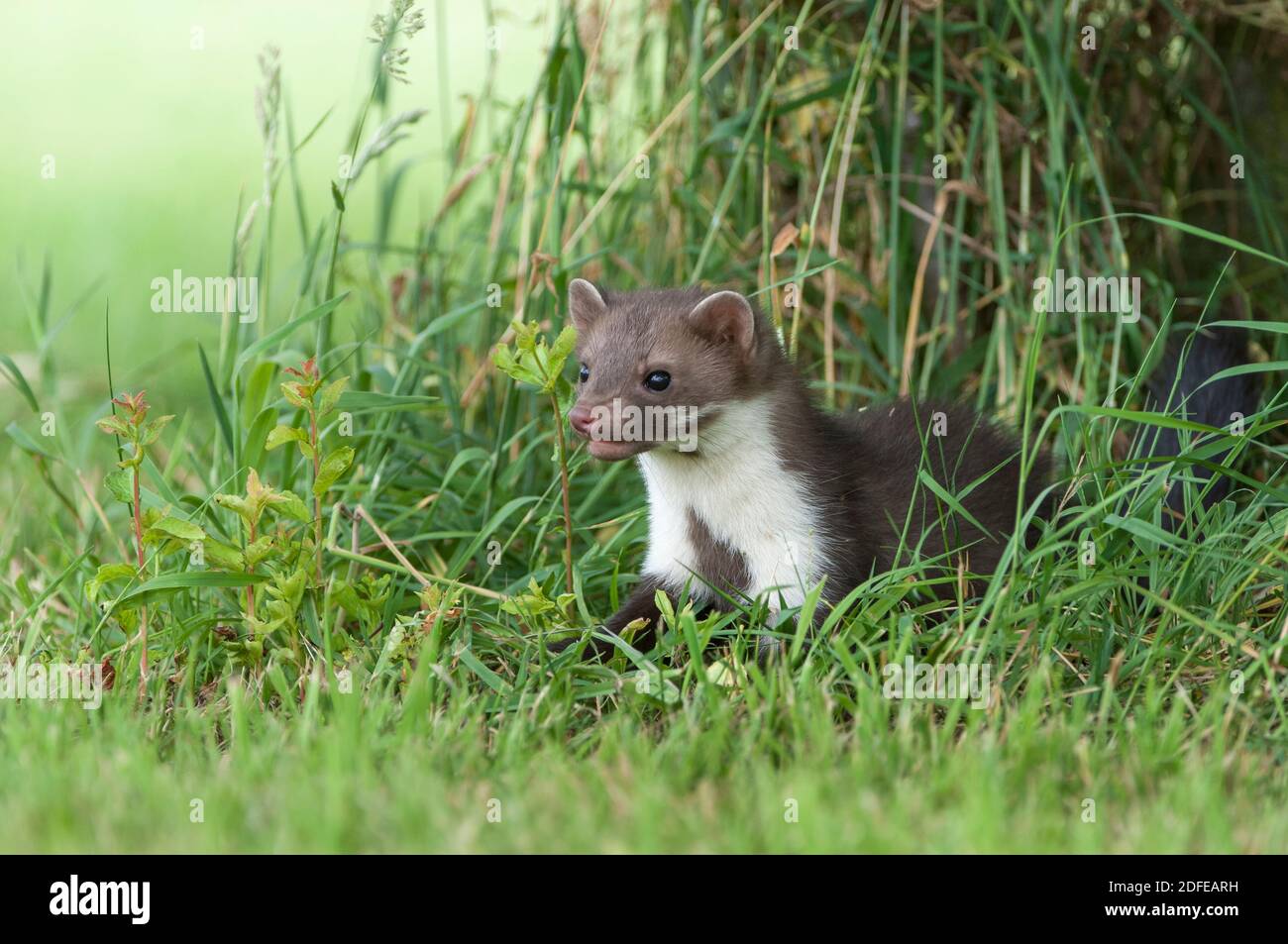 Marder, Steinmarder, (Martes foina), in einer Wiese Stock Photo - Alamy