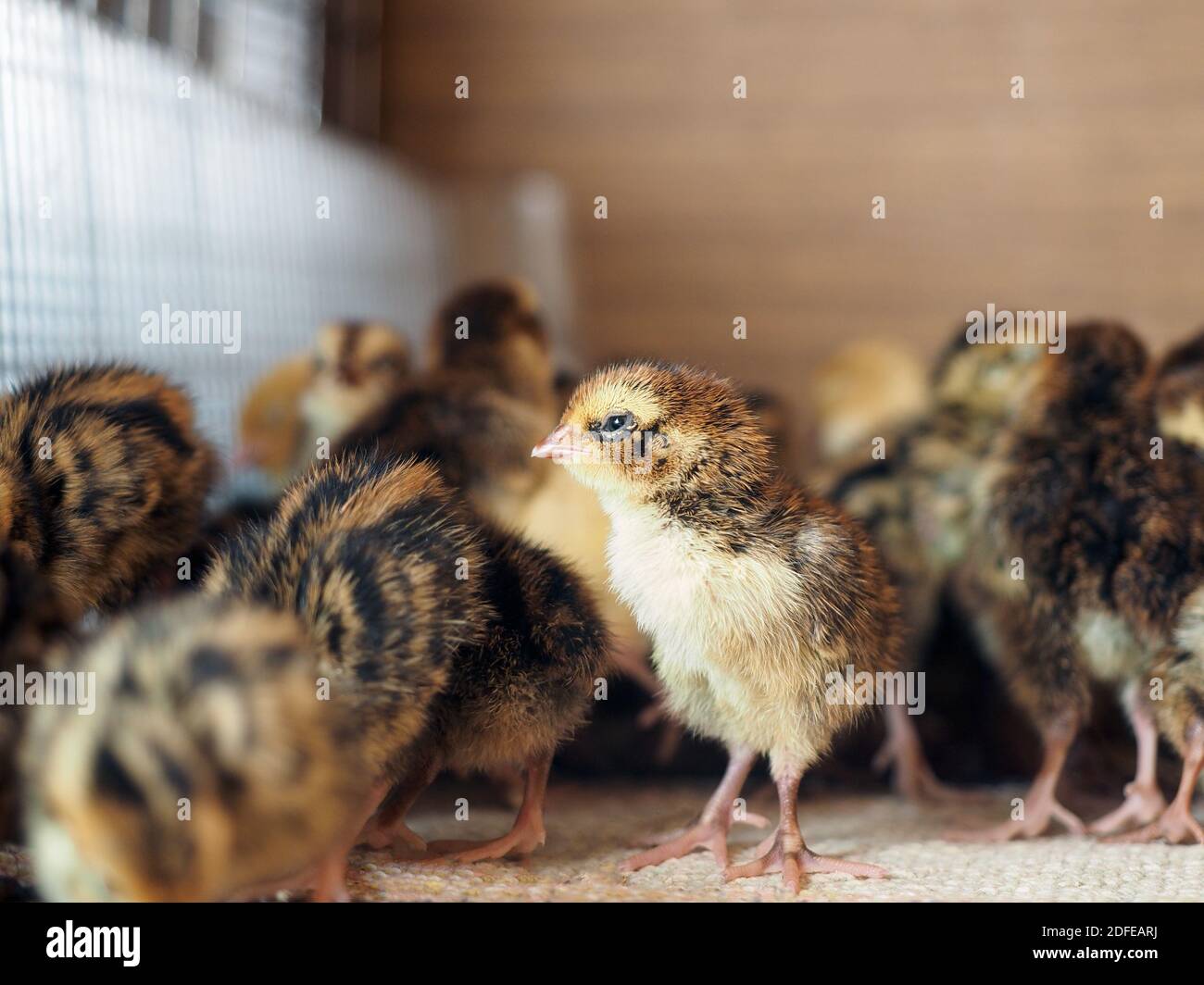 These newborn quail in the brooder on the farm Stock Photo - Alamy