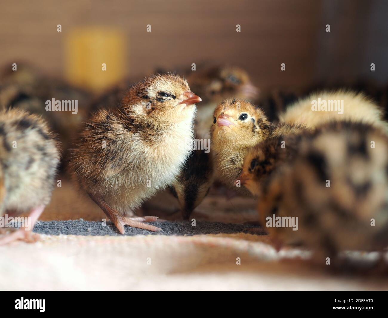 These newborn quail in the brooder on the farm Stock Photo - Alamy