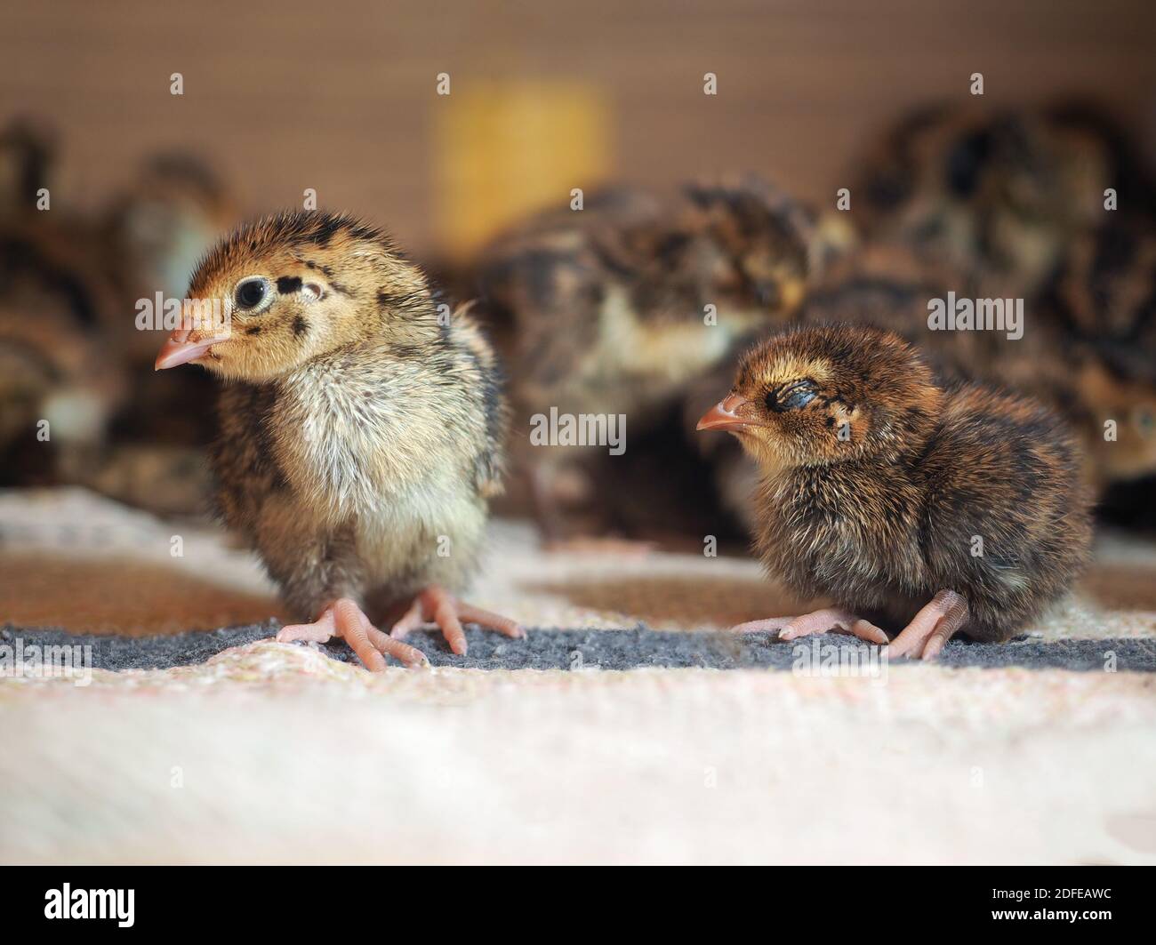 Newborn quail in brooder hi-res stock photography and images - Alamy