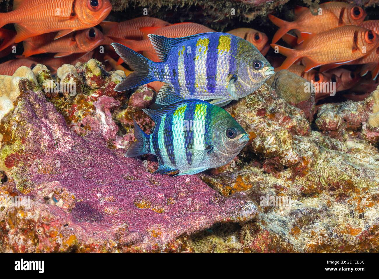 Sergeant major fish hawaii hi-res stock photography and images - Alamy