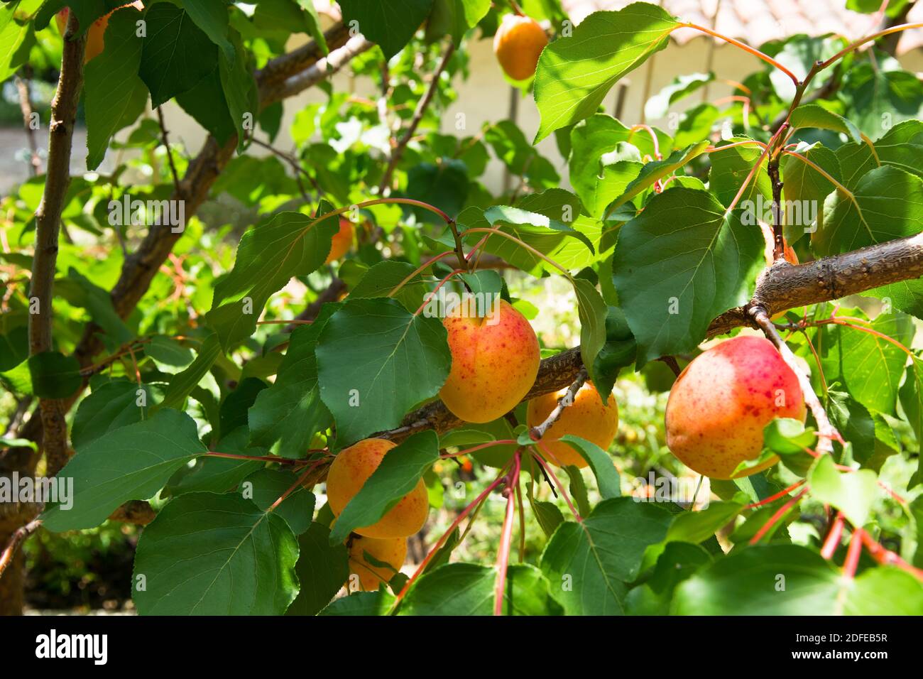 Ripe apricots growing tree hi-res stock photography and images - Alamy