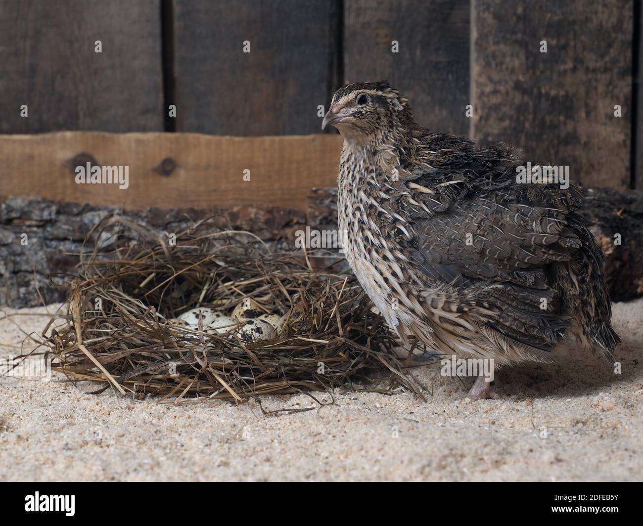 Quail chicks desert hi-res stock photography and images - Alamy