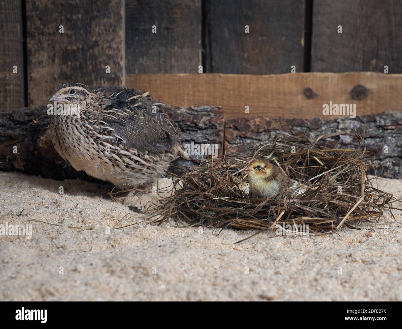 Quail bird on the nest with eggs. The birth of chickens Stock Photo - Alamy