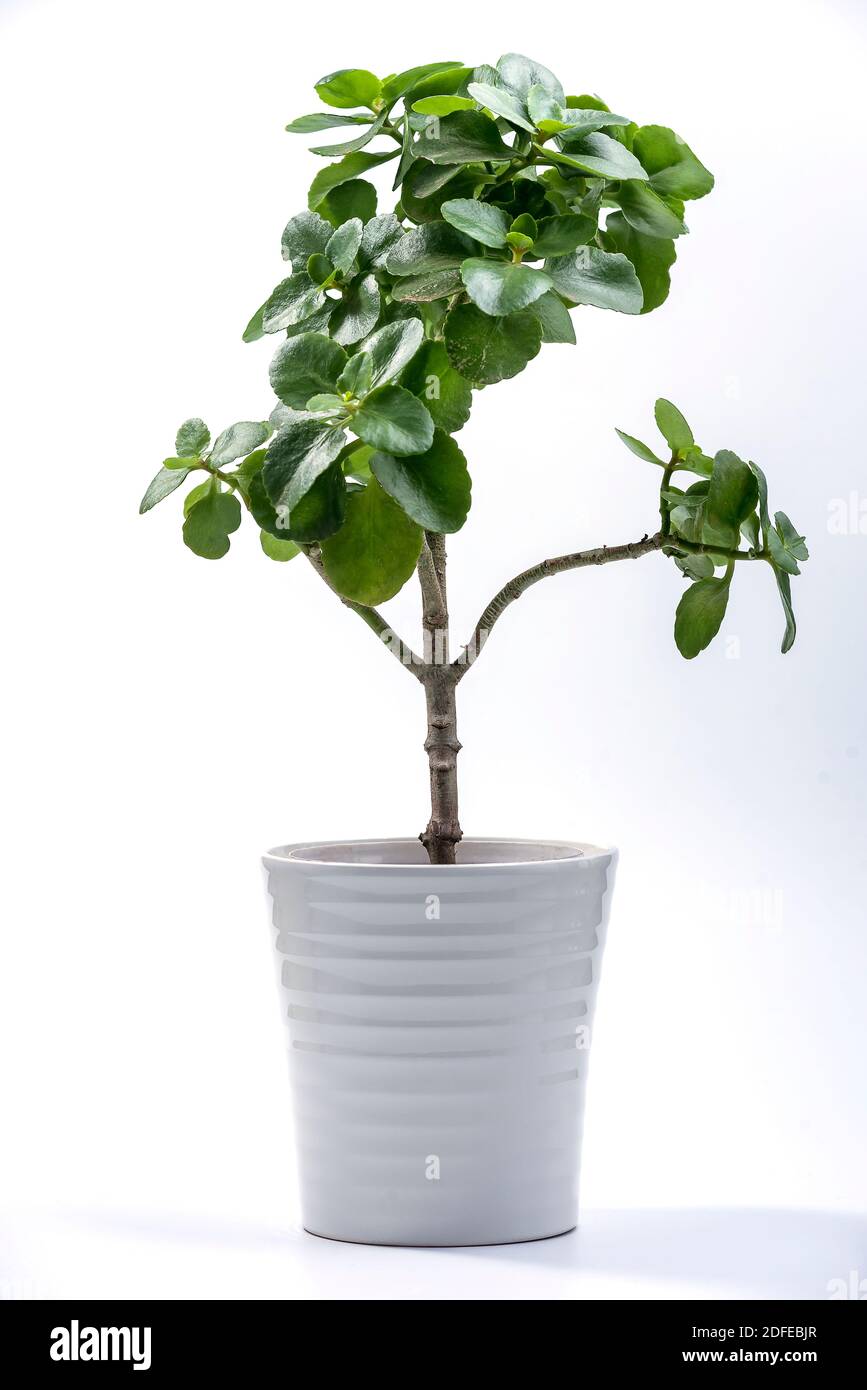 Green Kalanchoe blossfeldiana tree in flower pot on a white background ...