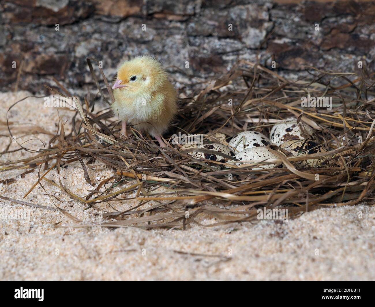 Baby quail in nest hi-res stock photography and images - Alamy